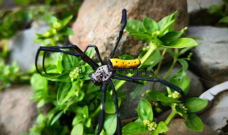 A spider in the forest. stock image. Image of insect - 260555189