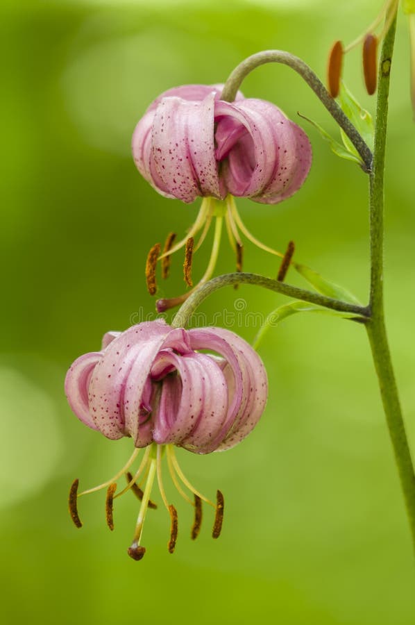 Wild lilium flowers stock image. Image of gardening, colorful - 25903701