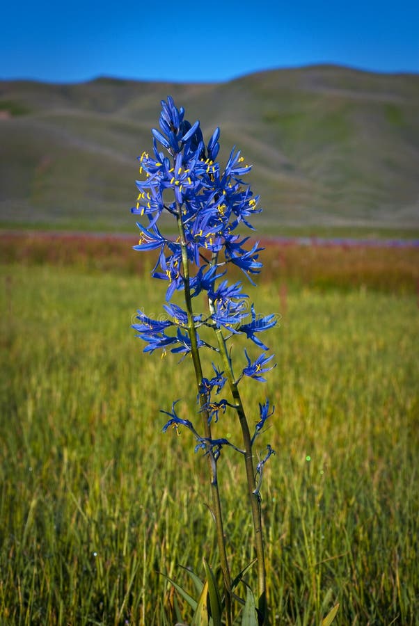 Wild Lilly Blooming in a Field of Wild Flowers Stock Image - Image of ...