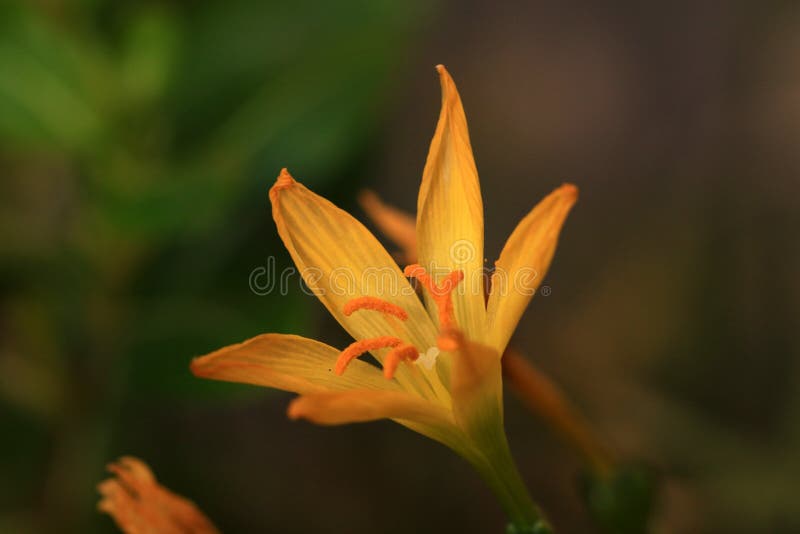 Wild lilly flower stock image. Image of lilly, beautiful - 77925205