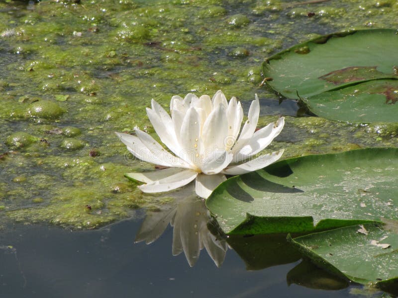 Wild Lilly stock image. Image of canal, white, canada - 92900483