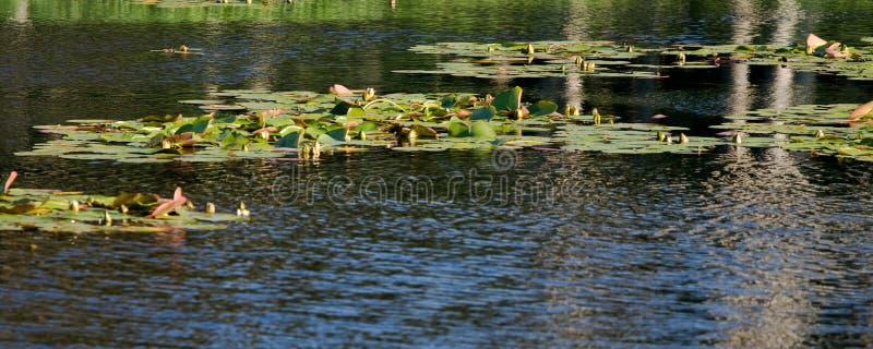 American Lotus Leaf in Wetlands Stock Photo - Image of plant, nelumbo ...