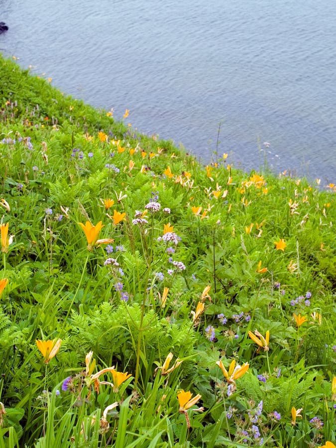 Wild lily flowers stock photo. Image of botanical, lake - 3098898