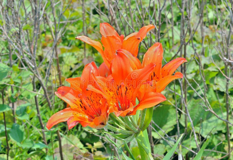 Wild Lily (Lilium Pensylvanicum) 5 Stock Image - Image of outdoors ...