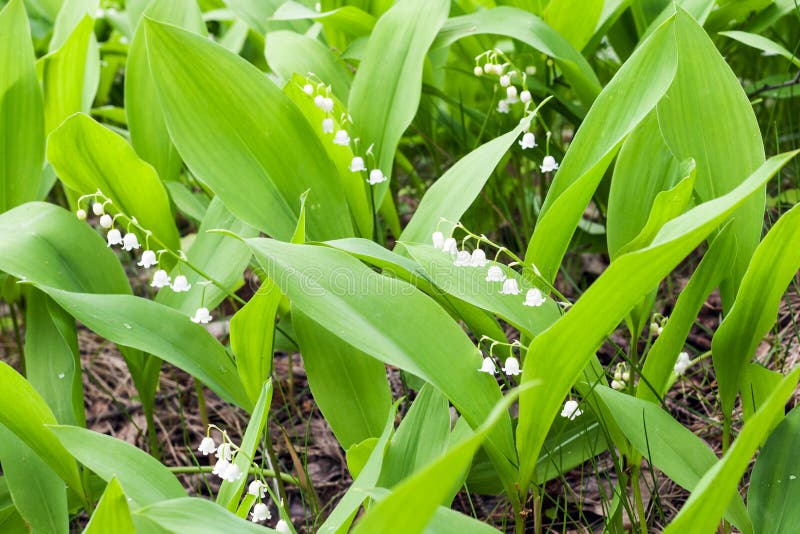 Wild Lily of the Valley in Spring Forest Stock Image - Image of leaf ...