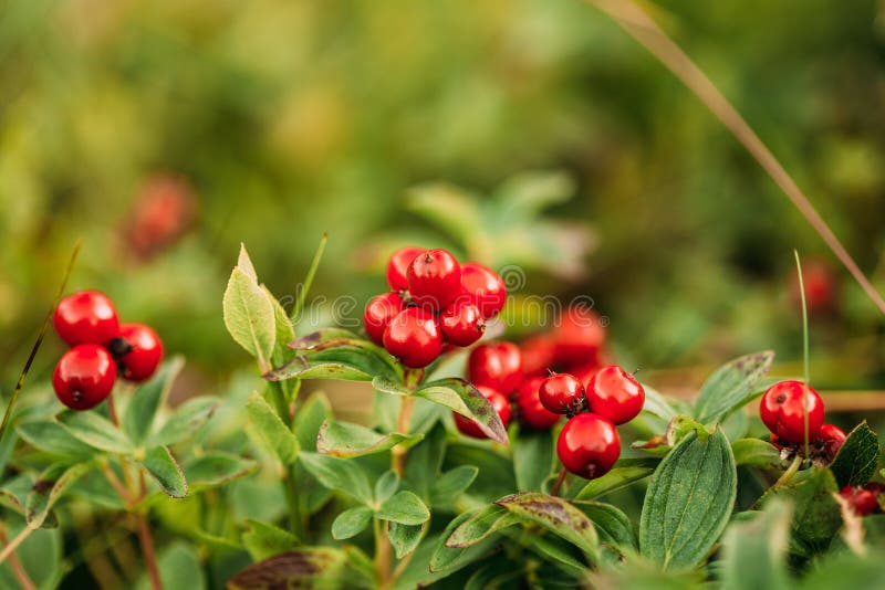 Wild Lingon Berries Closeup, Norway Nature. Stock Image - Image of food ...