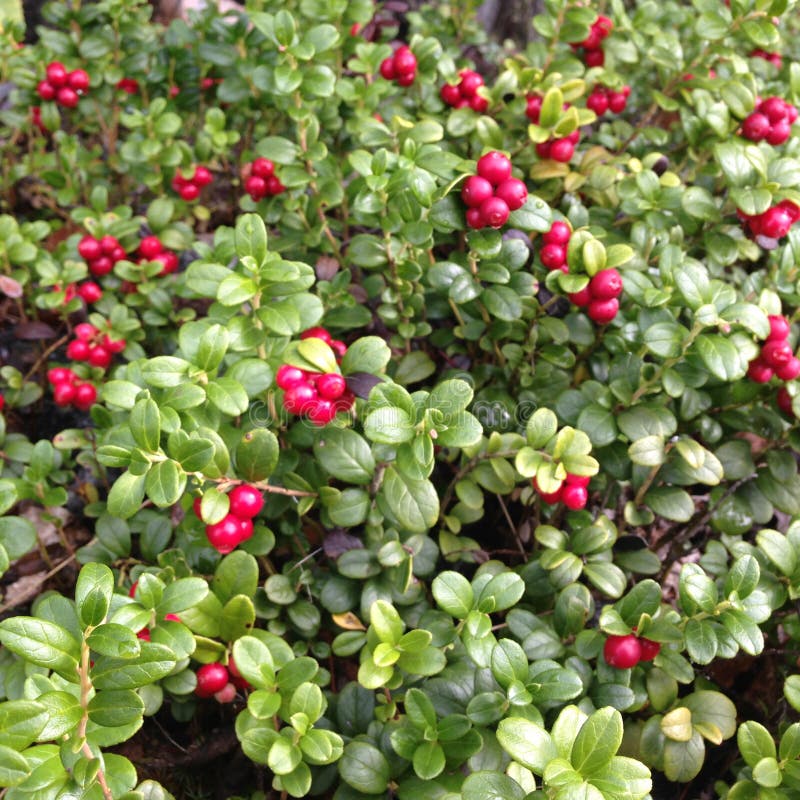 Wild Lingonberries stock image. Image of uncultivated - 43702255