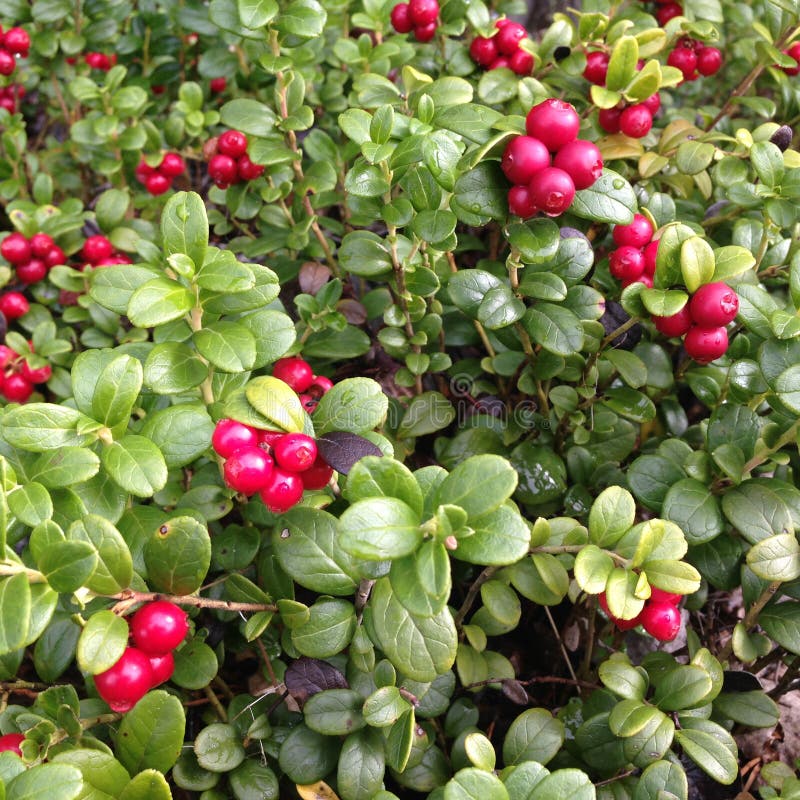 Wild Lingonberries Growing among Leaves in Forest Stock Image - Image ...