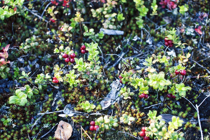 Wild Lingonberry in Nature Wild Forrest Closeup Stock Photo - Image of ...