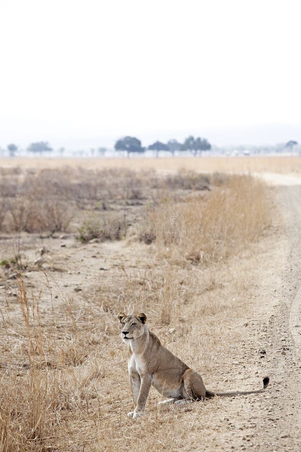 Wild lion stock photo. Image of mane, nature, african - 27809754