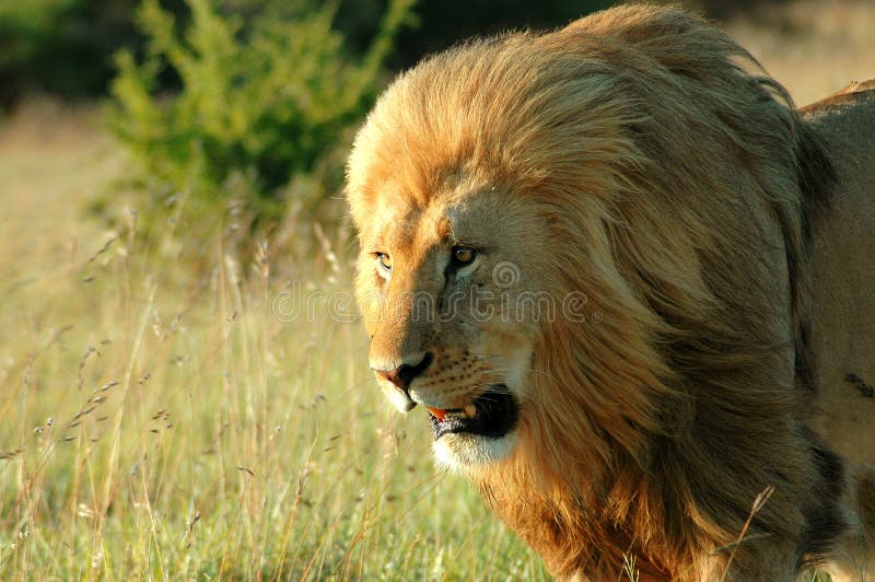 Wild lion stock photo. Image of powerful, reserve, african - 4818516