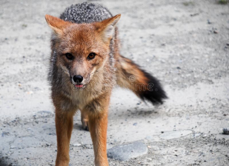 A Wild Little Grey and Red Fox Walking and Looking at Stock Image ...