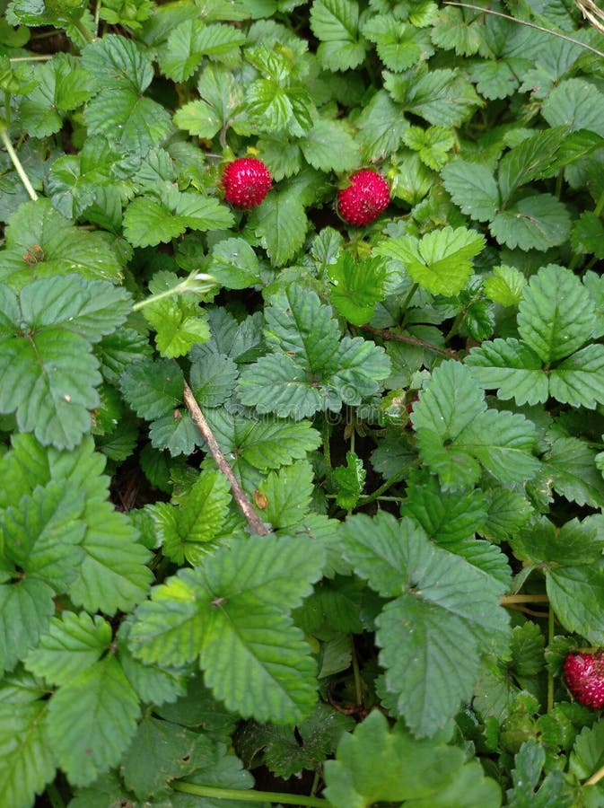 Wild, Little Spring Strawberries Stock Image - Image of soil, tree ...