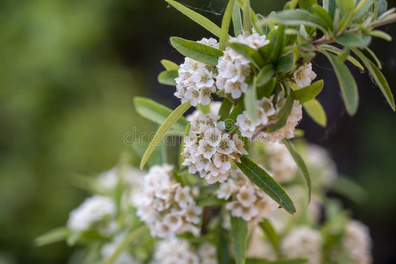 Wild Little White Flowers on a Tree Stock Photo - Image of beautiful ...