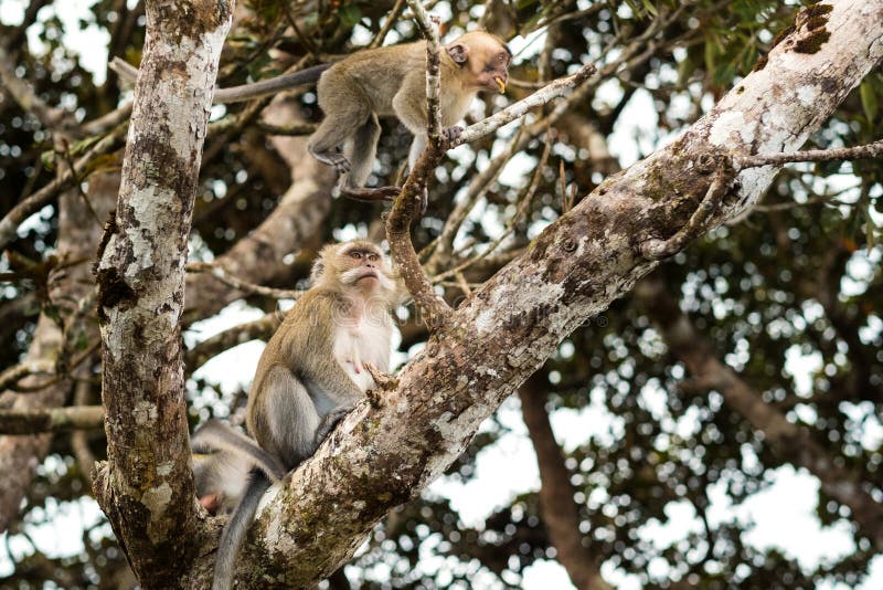 A Wild Live Monkey Sits on a Tree on the Island of Mauritius.Monkeys in ...