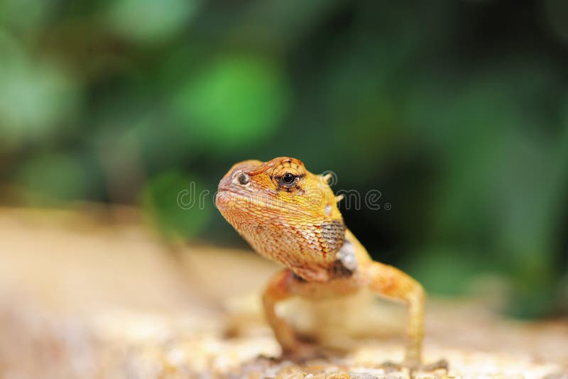 Wild lizard stock photo. Image of skin, thai, chameleon - 23758964