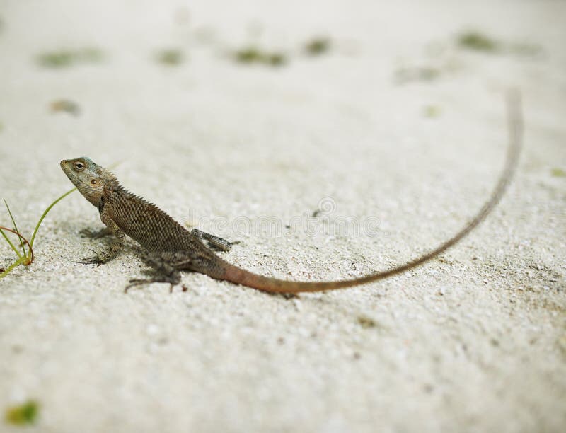 Wild lizard stock photo. Image of closeup, animal, head - 21636294