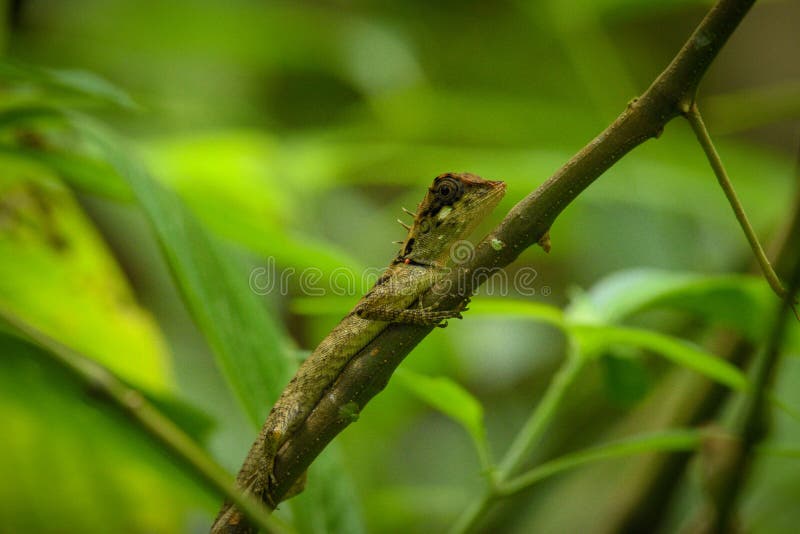 Arippa Forest Range Stock Photos - Free & Royalty-Free Stock Photos ...