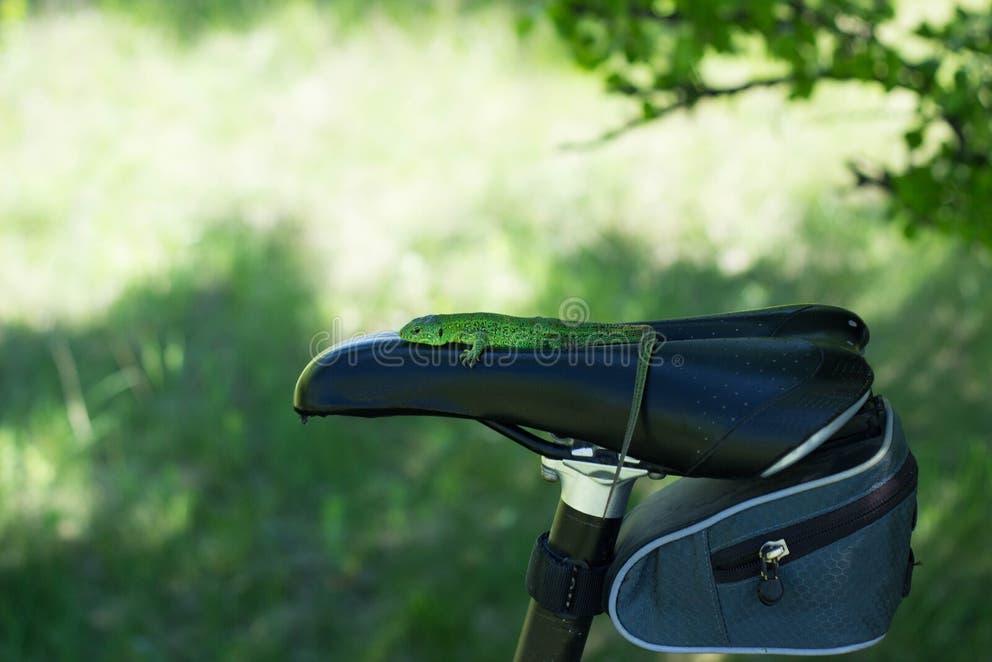 Wild lizard stock photo. Image of europe, close, closeup - 53906302