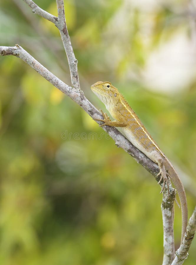 Wild lizard stock photo. Image of forest, india, nature - 34901418