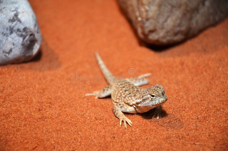 Lizard in desert stock image. Image of lizard, park, animal - 15154513