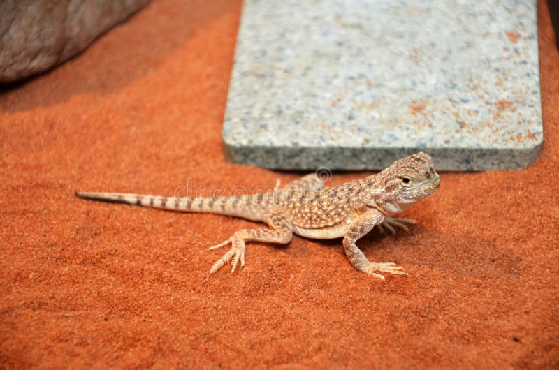 Wild Lizard in the Desert Sand Stock Image - Image of lizard, stone ...