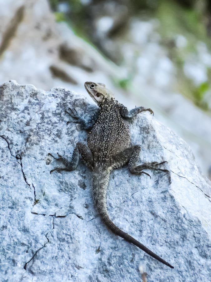 Wild lizard in jungle stock photo. Image of wildlife - 232882818