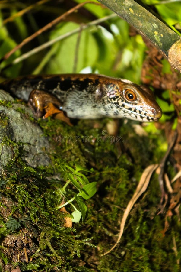 Wild Lizard at the Mountain Stock Photo - Image of great, lizards: 96044224
