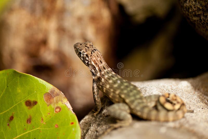 Wild lizard outdoors stock image. Image of lizard, travel - 140305913