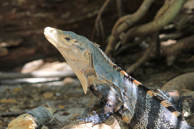 Wild Lizard stock photo. Image of animal, travel, posed - 46190092