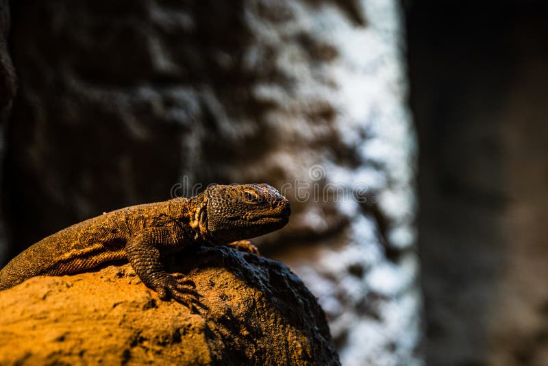Wild Lizard Resting on a Rock Under the Sun Stock Photo - Image of ...