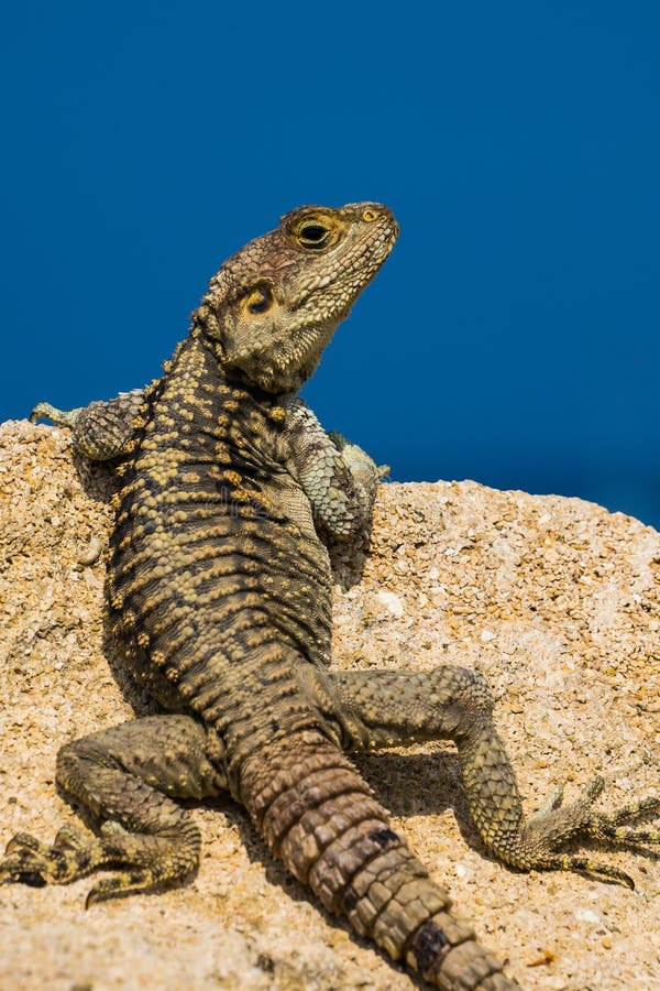 Wild lizard stock image. Image of rough, color, portrait - 74142617