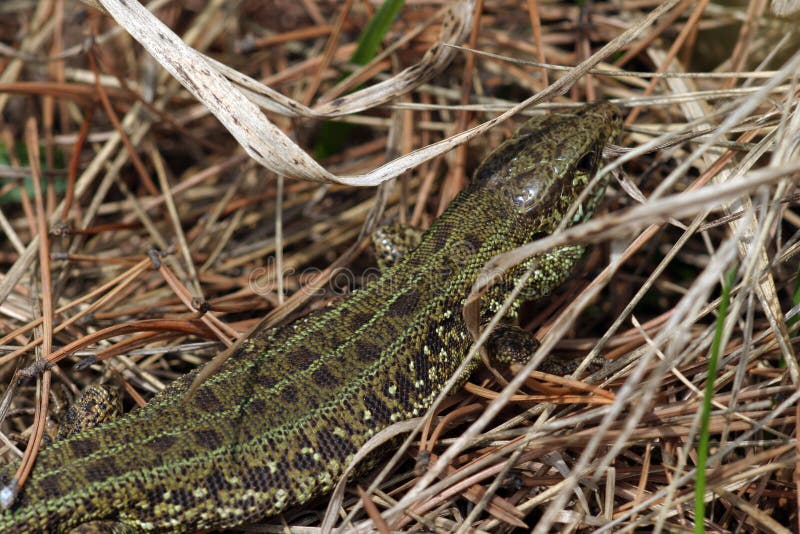 Wild lizard stock photo. Image of face, pattern, lizard - 30776692