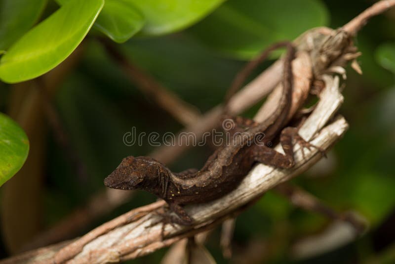 Wild lizard stock image. Image of brown, stand, wild - 73089583