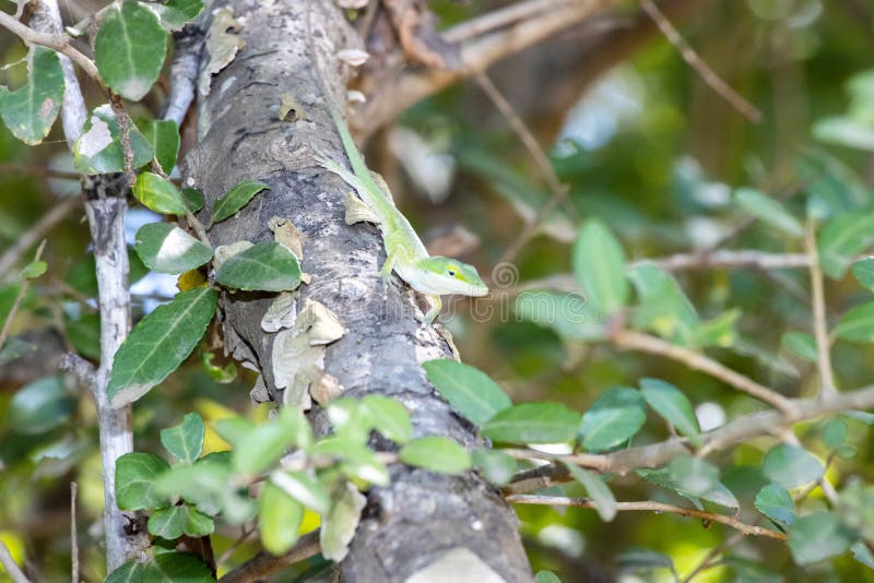 Lizard on tree branch stock image. Image of wood, white - 230532423