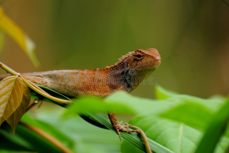 Wild lizard stock photo. Image of nature, jungle, reptile - 46929568