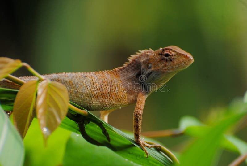 Wild lizard stock photo. Image of lacertidae, wildlife - 46929606