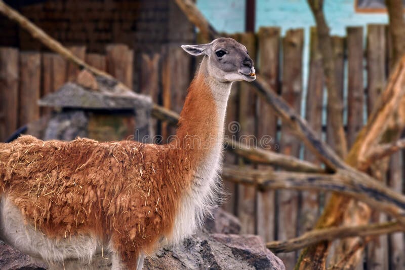 A Wild Llama Animal Head in a Zoo Enclosure Stock Photo - Image of baby ...