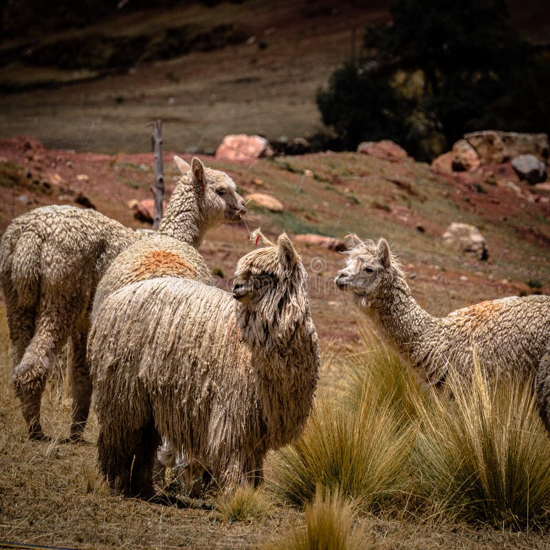 TWild Llama is the Indigenous Animal of Peru and Well Known in Cusco ...