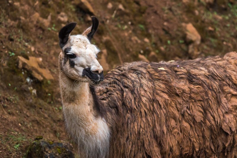 Wild Llama Grazing in Corsica Island Forest, France Stock Photo - Image ...