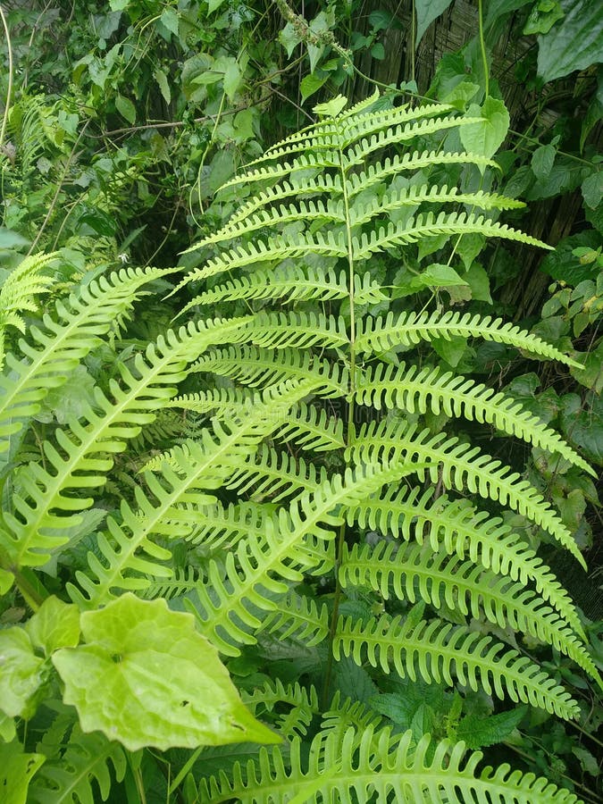 Long plant stock image. Image of cactus, flower, herb - 245195203