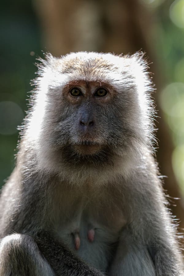 A Wild Long Tailed Macaque, Female Monkey in the Rainforest of Borneo ...