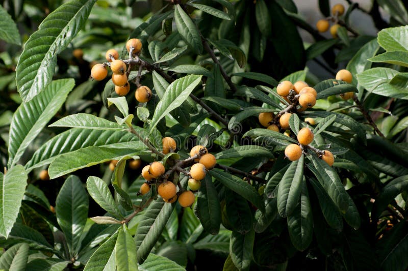 Wild loquat stock image. Image of fruit, wild, yellow - 30926923
