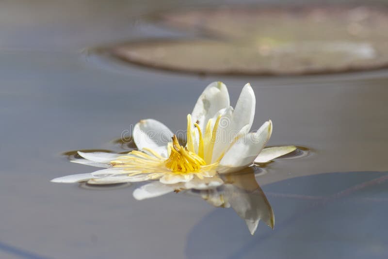 Wild Lotus Flower in a Lake Stock Image - Image of relaxation, close ...