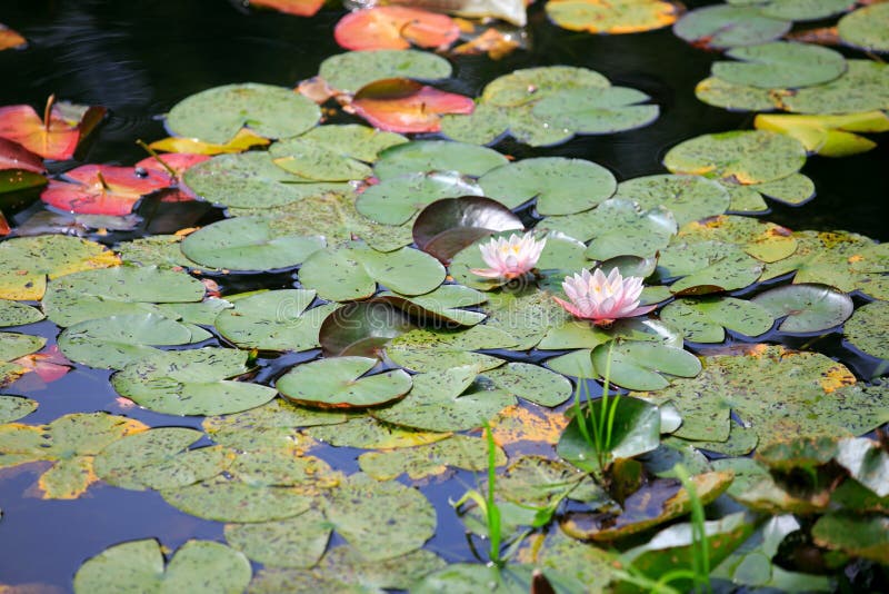 Wild lotus stock image. Image of china, asia, wetlands - 8295341