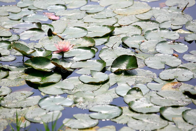 Wild lotus stock image. Image of china, asia, wetlands - 8295341