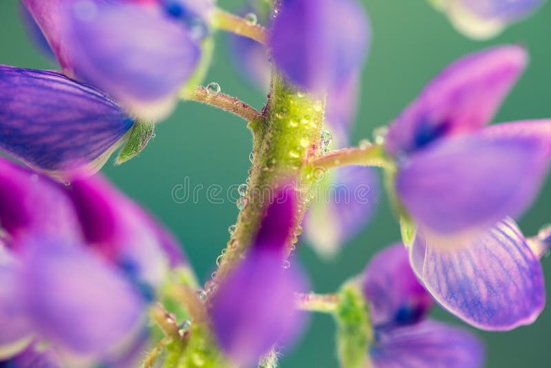 Wild Lupine Flower, Macro Natural Herbs, Herbal Extract Stock Image ...