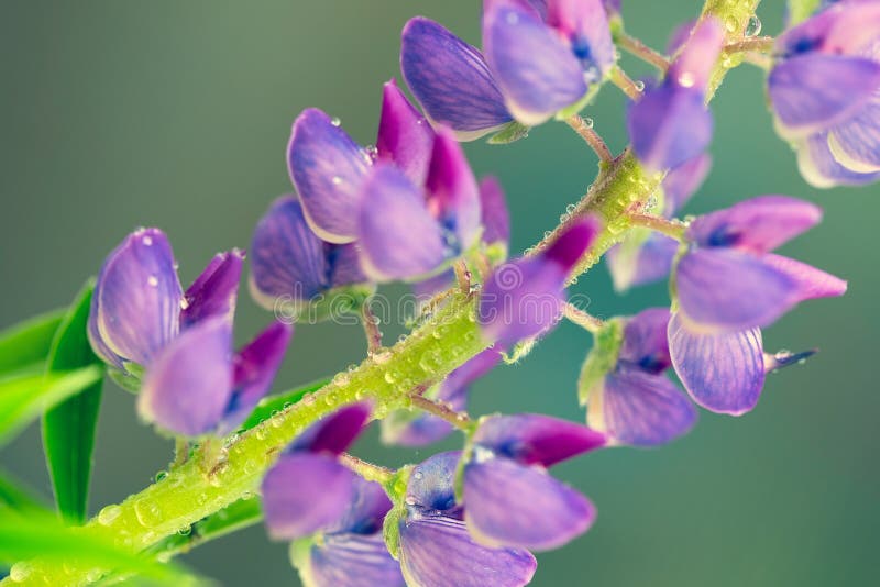 Wild Lupine Flower, Macro Natural Herbs, Herbal Extract Stock Image ...