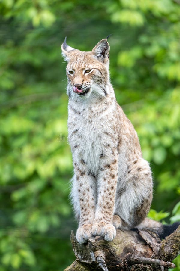 Wild Lynx in Natural Habitat Stock Image - Image of young, face: 250311833