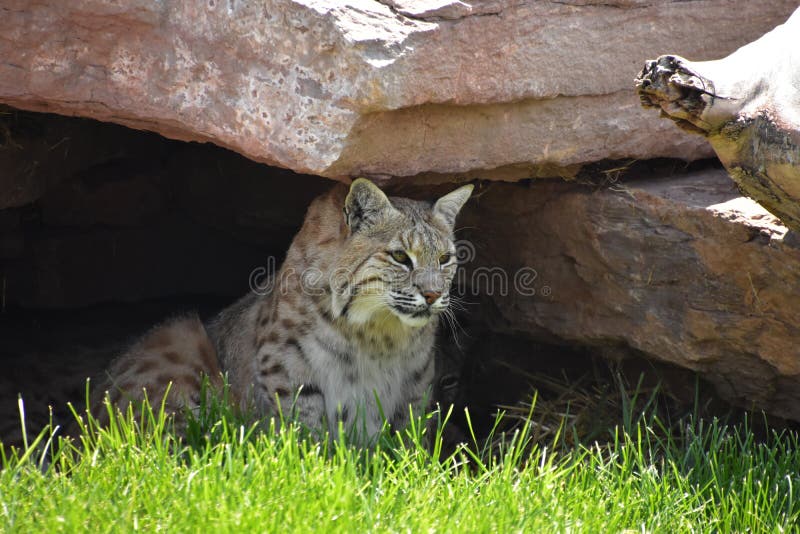 Wild Lynx in the Shade of a Den Stock Image - Image of wild, stalking ...